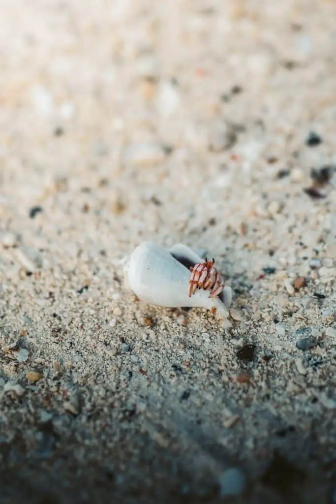 How To Catch Sand Fleas - Best Beaches Near Me